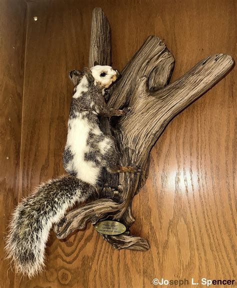 Pinto Bean Has Returned R Uiuc