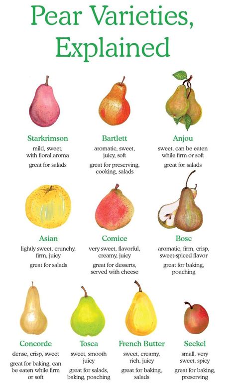 Types Of Pears