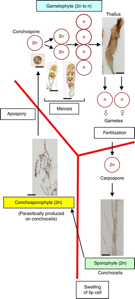 The Triphasic Hypothesis For The Heteromorphic Sexual Life Cycle Of The