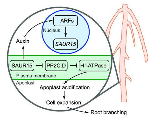 Model Of How Saur15 Connects Auxin Signaling And Root Branching In The