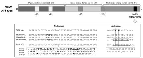 A Novel Type Of Npm1 Mutation Characterized By Multiple Internal Tandem Repeats In A Case Of