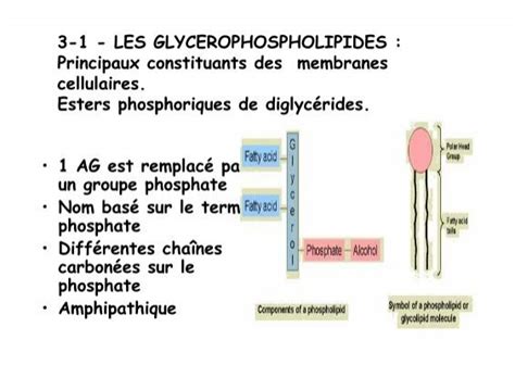 3 Les Lipides Complexes