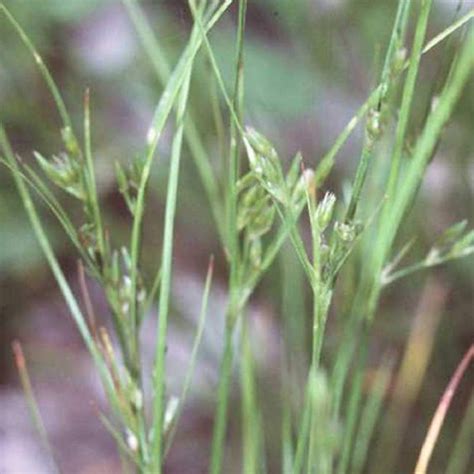 Juncus Tenuis