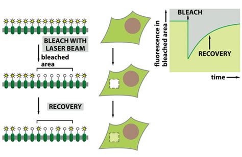 Ch 12 Membrane Structure Function Flashcards Quizlet