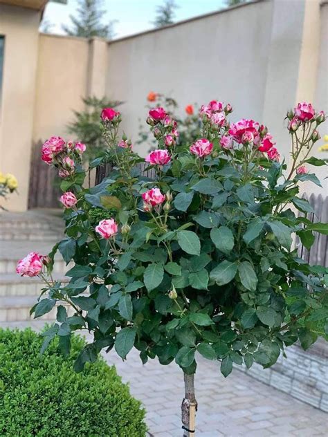 მირანდას ვარდები Added A New Photo მირანდას ვარდები