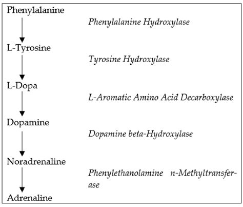 Pathways Of The Biosynthesis Of Catecholamines Download Scientific Diagram