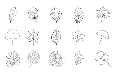 Premium Vector Leaf Outline Leaves Line Art Leaf Lineart Clip Art