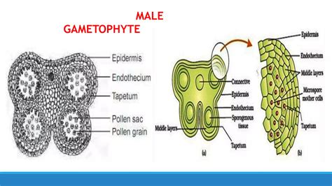 Development Of Male Gametophyte Pptx