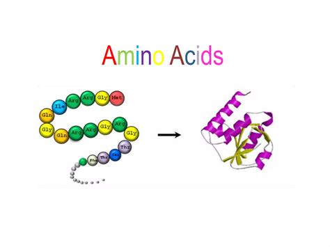 Amino Acids Building Blocks Of Protein Pptx