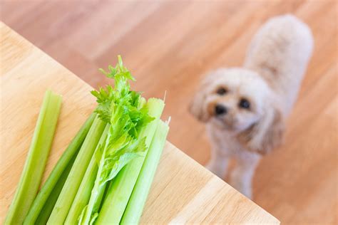 Can Dogs Eat Celery Swi Pets