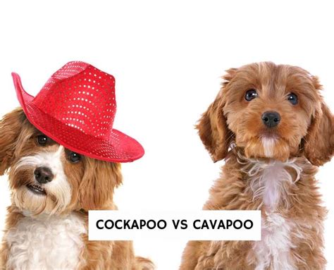 Cockapoo Vs Cavapoo Dog Breed Comparison