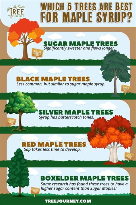 Trees That Produce Maple Syrup And How To Tap Them Tree Journey TradeWorks Revenue System