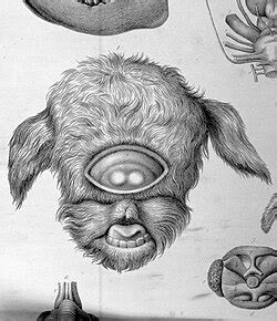 Cyclopia Wikiwand