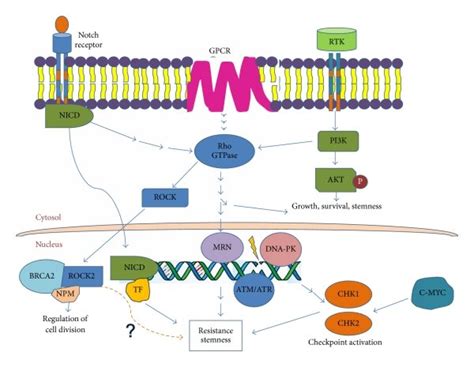 Cross Talk Between Multiple Signaling Pathways Involved In Tumor Download Scientific Diagram