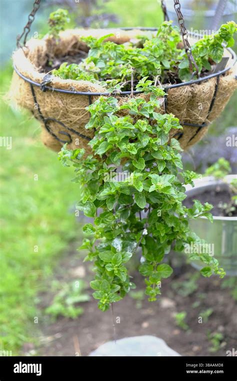Trailing Indian Mint Satureja Douglasii Growing In A Coir Lined