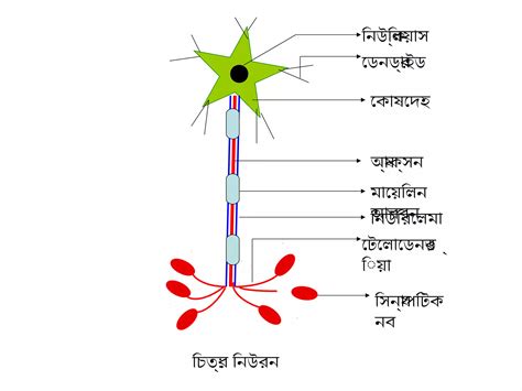 Class 9 10 Biology Lesson 10 Class 5 Neuron Ppt