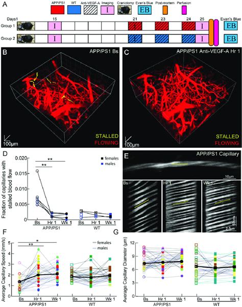 Anti Vegf A Antibody Treatment Reduced Capillary Stalls And Increased