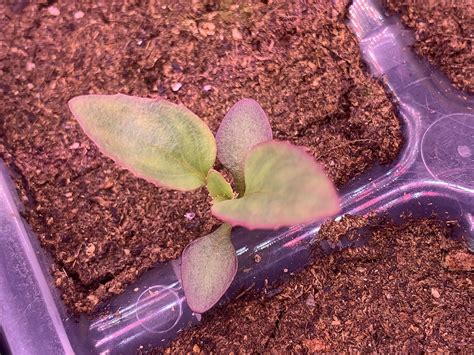 Native Seedlings Rceanothus