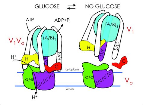 Glucose Regulates Assembly Of V Atpase V Atpases Are Members Of The Download Scientific