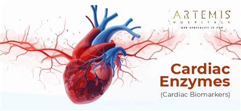 Cardiac Enzymes Biomarkers Types Test And Result Artemis Hospitals
