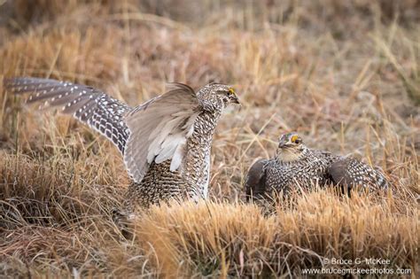 Sharp Tailed Grouse Courtship Bruce G Mckee Photos