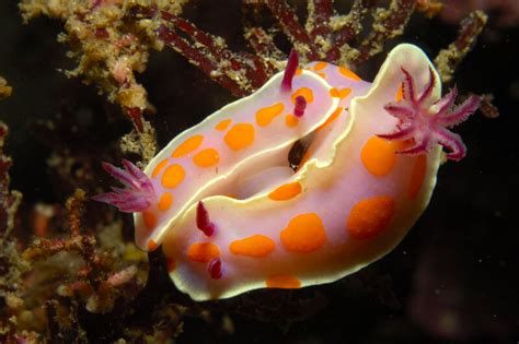 Dr Ellen Prager Sex Drugs And Sea Slime The Oceans Oddest Creatures And Why They Matter NPR