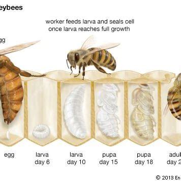 Figa831begg Laying Adult Bee Download Scientific Diagram