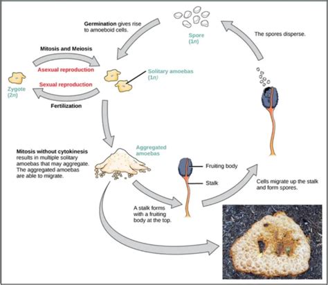 Kingdom Protista Characteristics Classification Reproduction Life Cycle Examples Biology