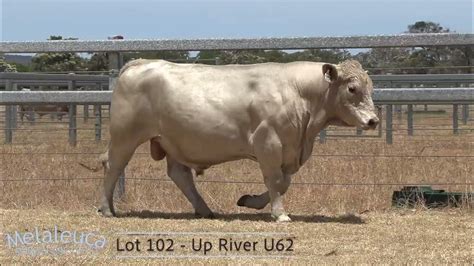 Lot 102 Mcau62 Youtube