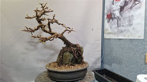 Repotting My Climbing Hydrangea Bonsai Youtube