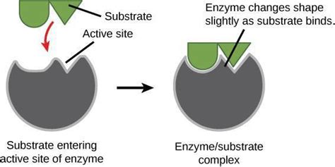 Substrate Specificity Of The Enzyme Lactase Lab Manual For Biology Part I