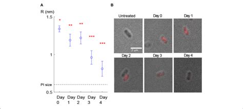Pore Size Estimation A Estimated Pore Radius Of The Cells