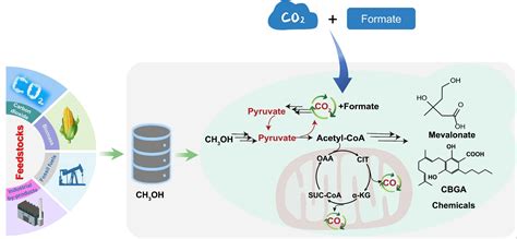 【创新在大工】生物工程学院科研团队在酿酒酵母共利用甲醇和co₂合成高附加值化合物方面取得重要进展 大连理工大学新闻网