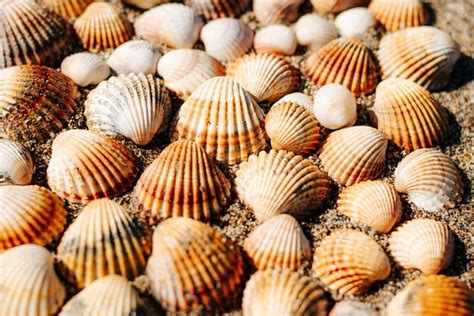 Conchas Marinas Naturaleza Foto Gratis En Pixabay