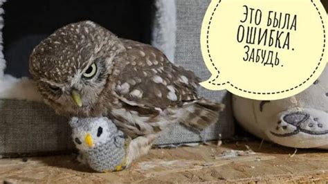 Сове Ёлке не нравится идея замены ремешков на лапках Сыч Лучик соскучился и стал хорошим на