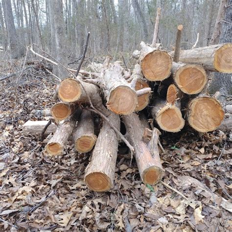 Cedar Log Furniture Etsy