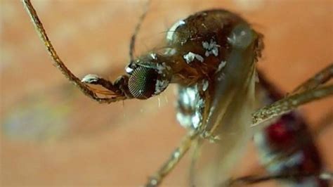 5 Municipios De Puebla Concentran El 573 De Casos De Dengue