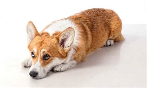 Are Corgis Prone To Stomach Problems Corgi Care