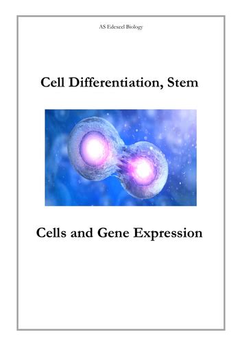 Cell Differentiation And Stem Cells Ias Edexcel Past Paper Questions