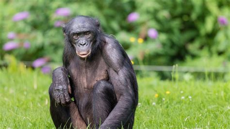 Bonobos