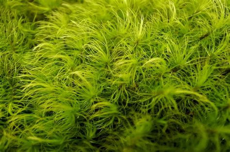 シッポゴケ苔コケのインテリア コケリウム苔テラリウム専門通販サイト KOKERIUM コケリウム