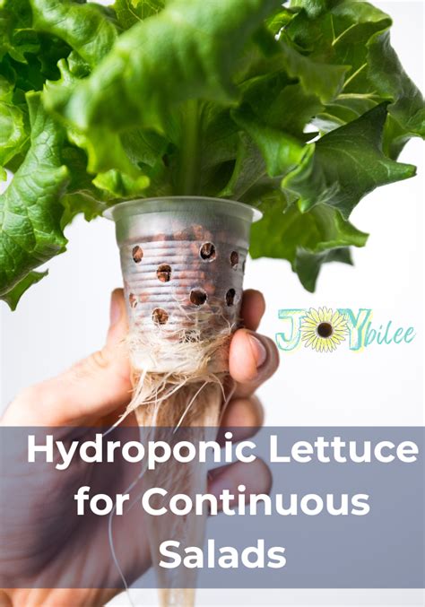 Hydroponic Lettuce For Continuous Salads Joybilee Farm