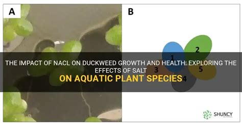 The Impact Of Nacl On Duckweed Growth And Health Exploring The Effects Of Salt On Aquatic Plant