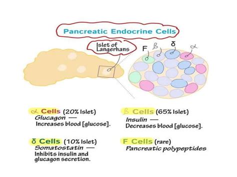 Pancreas Gland And Its Hormones Insulin And Glucagonpptx