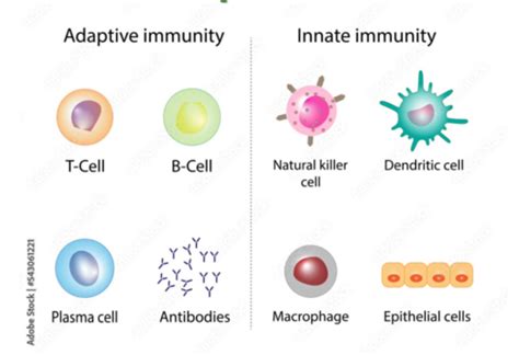 Intro Flashcards Quizlet