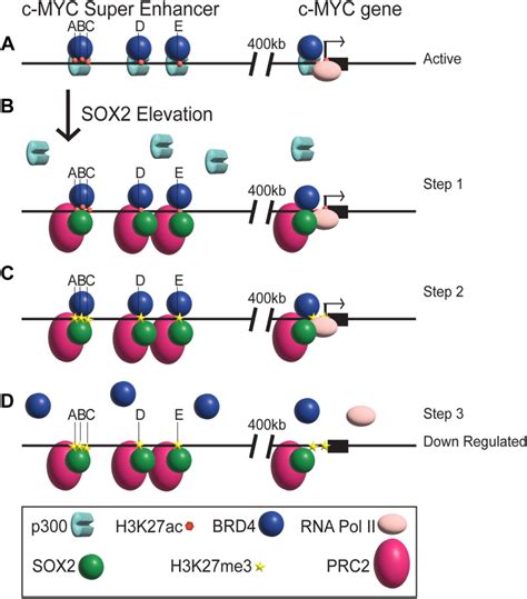Sox2 Represses C Myc Transcription By Altering The Co Activator