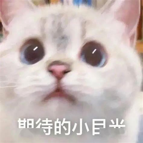 牧羊少年奇幻之旅 每个人都有自己的梦想 搜狐大视野 搜狐新闻