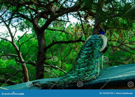Beautiful Indian Male Peacock Bird Showing His Colorful Long Feather