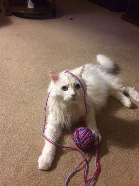 How To Identify Worms In A Cat 14 Steps With Pictures Artofit