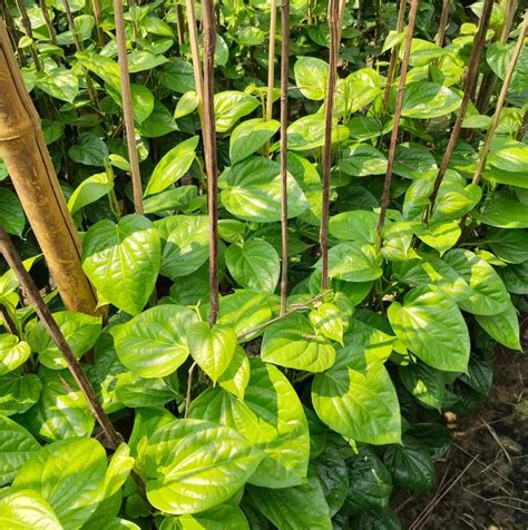 ড্রাগন প্রেমী